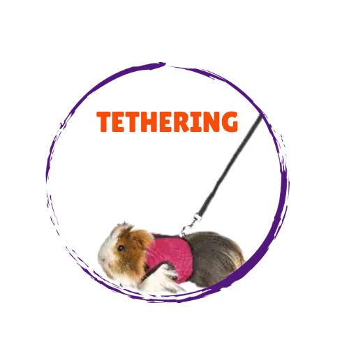 Small Animal Tethering – The Pet Place